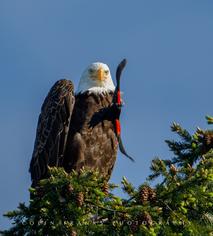Bald Eagles - FM Forums