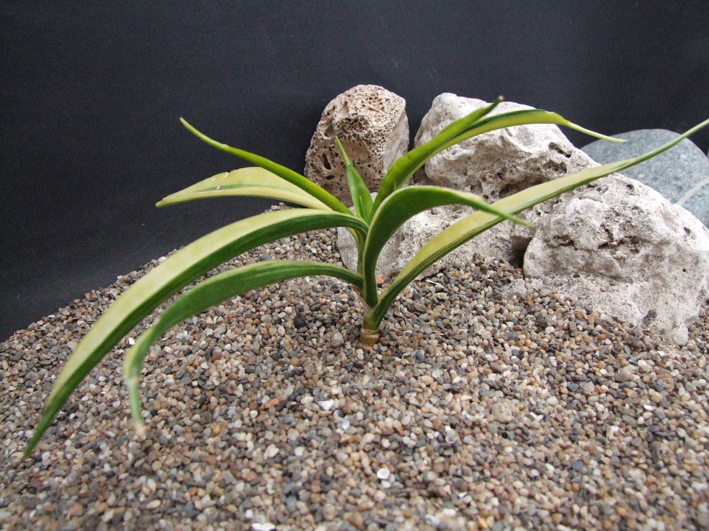 Photo: Sansevieria parva variegate CG143.2 | Sansevieria. album | Cok ...