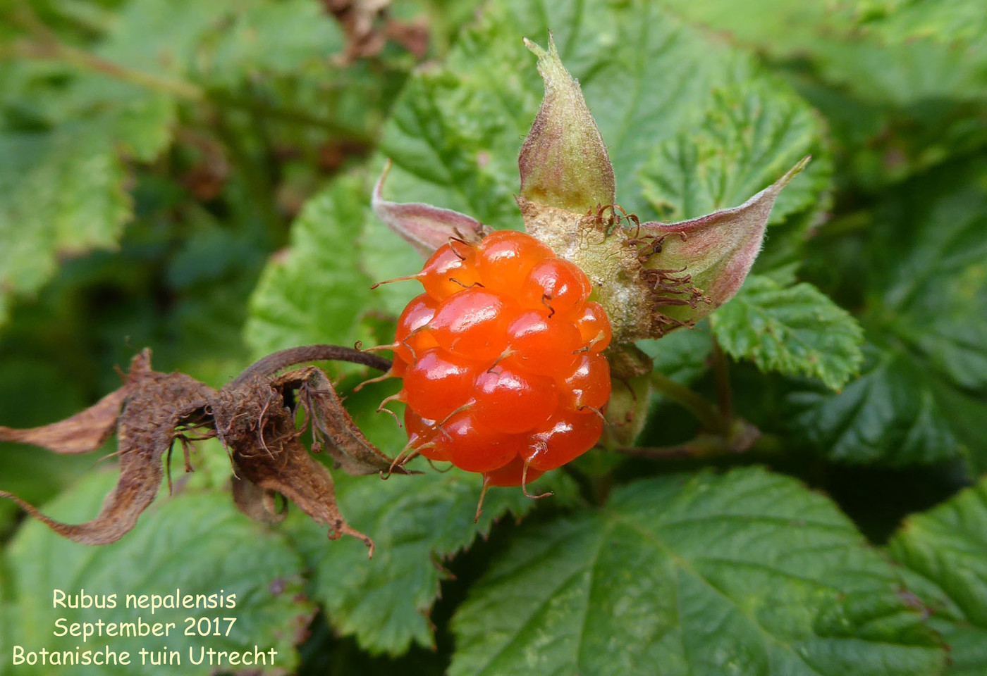 Photo: Rubus nepalensis (fruit) | Rubus album | Nora Goosen | Fotki.com ...