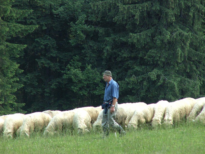 Photo: 9054a Tending his sheep | Day 7 Alan & I explore Zakopane album ...