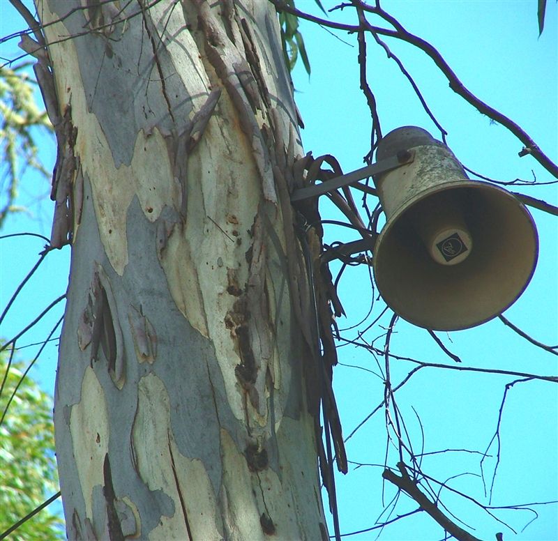 Photo: Talking Tree | Journey On A Steam Train album | ooO(PETER)Ooo ...