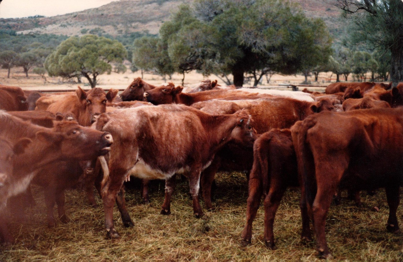 Photo: Illawarra Shorthorn cattle at Coralbignie Outstation | Nonning ...