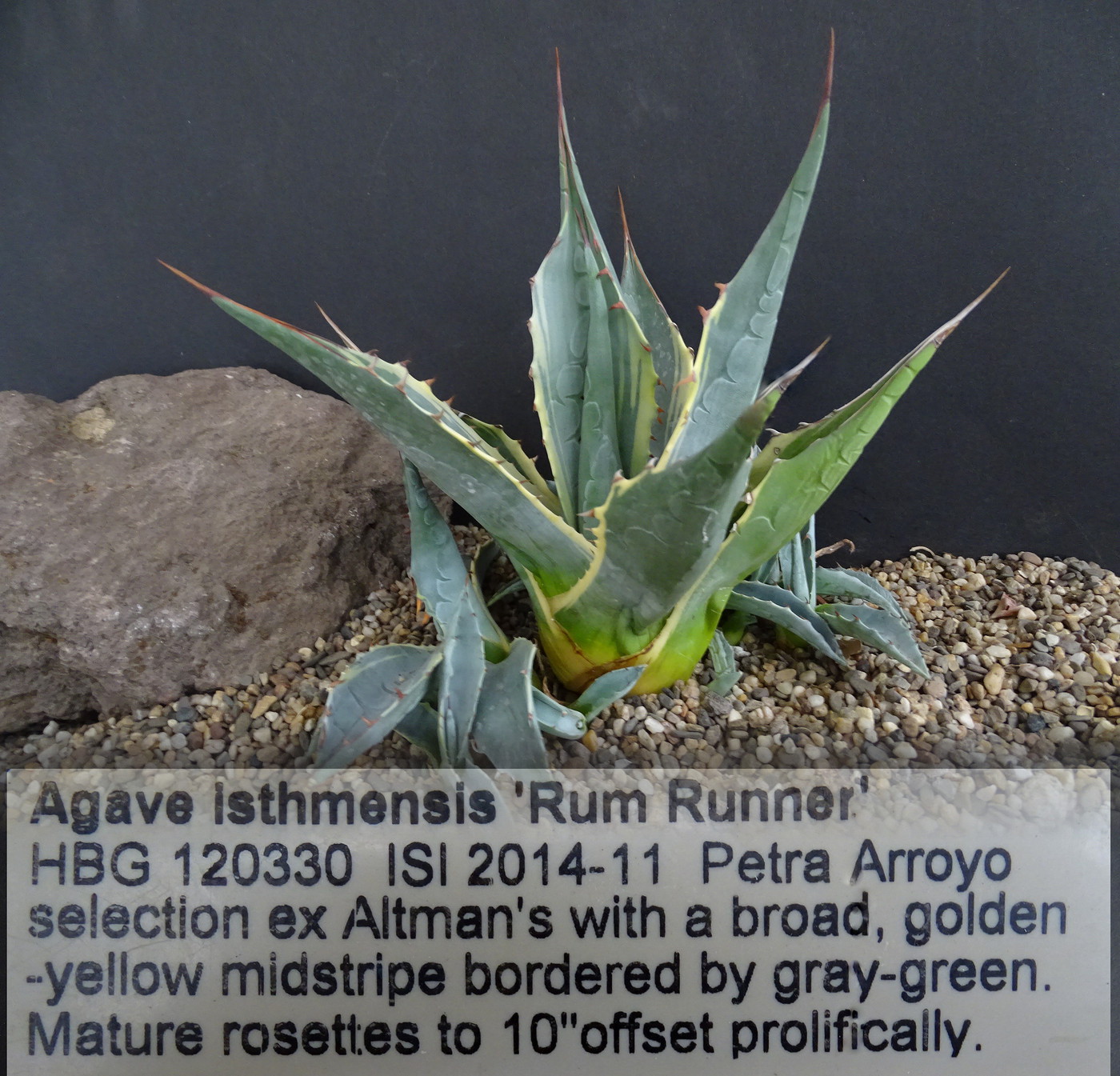 Photo: Agave istmansis' Rum Runner'.jpg | Agave variegate album | Cok ...
