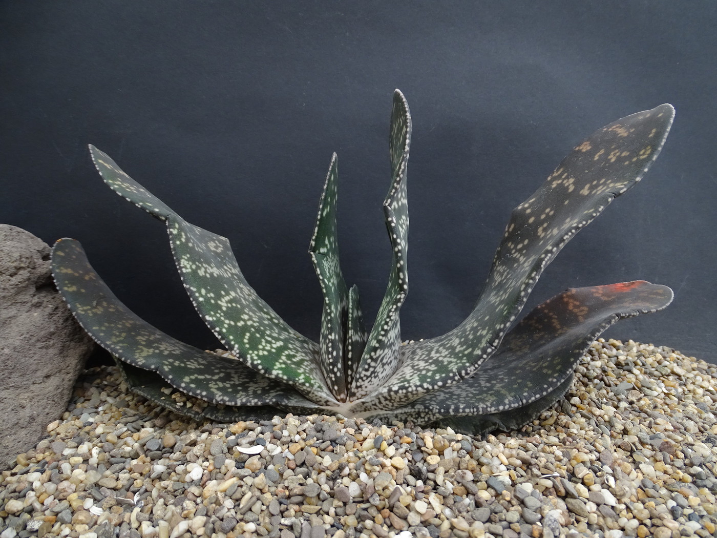 Photo: Gasteria disticha Bu. | Gasteria disticha album | Cok ...