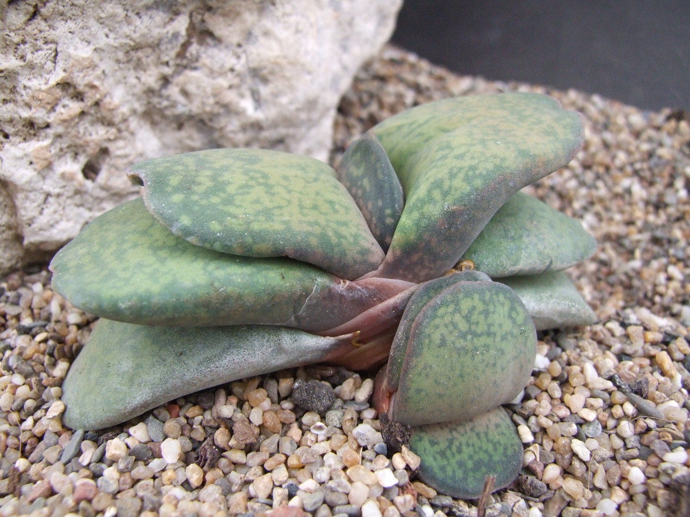 Photo: Gasteria disticha v. robusta | Gasteria disticha album | Cok ...