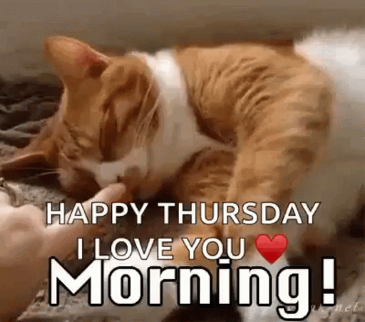 Have A Great Thursday Cat