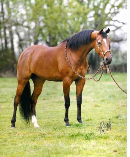 Photo: IMPRESSIVE DANCE PSM 2000 bay Quarab mare out of RA MI DIAMANTE ...