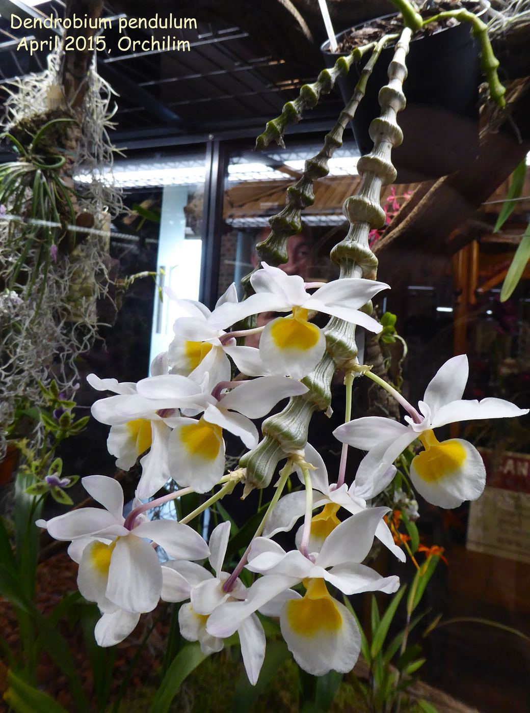 Photo: Dendrobium pendulum | Dendrobium album | Nora Goosen