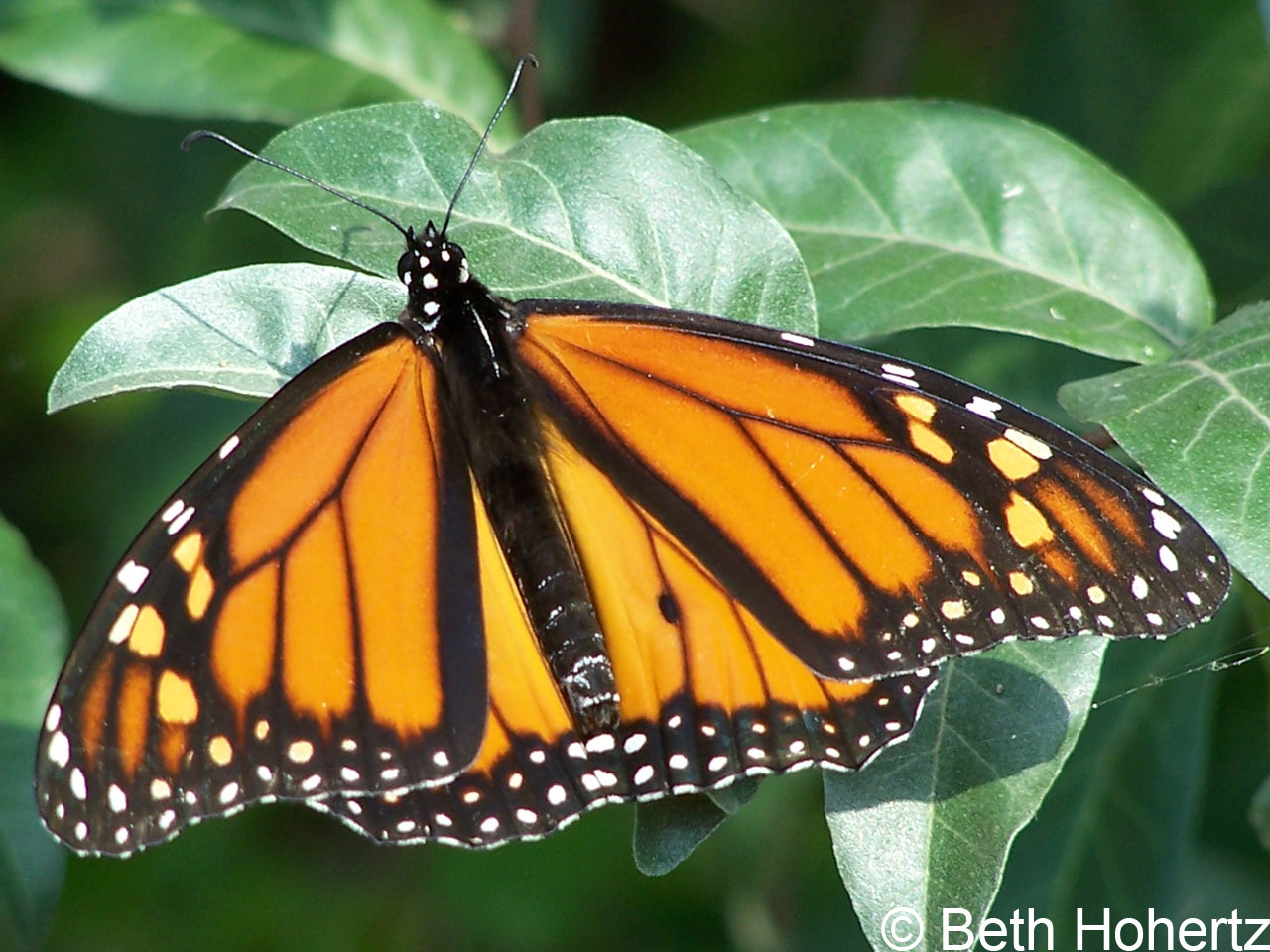 Native Insects album | BethHohertz | Fotki.com, photo and video sharing ...