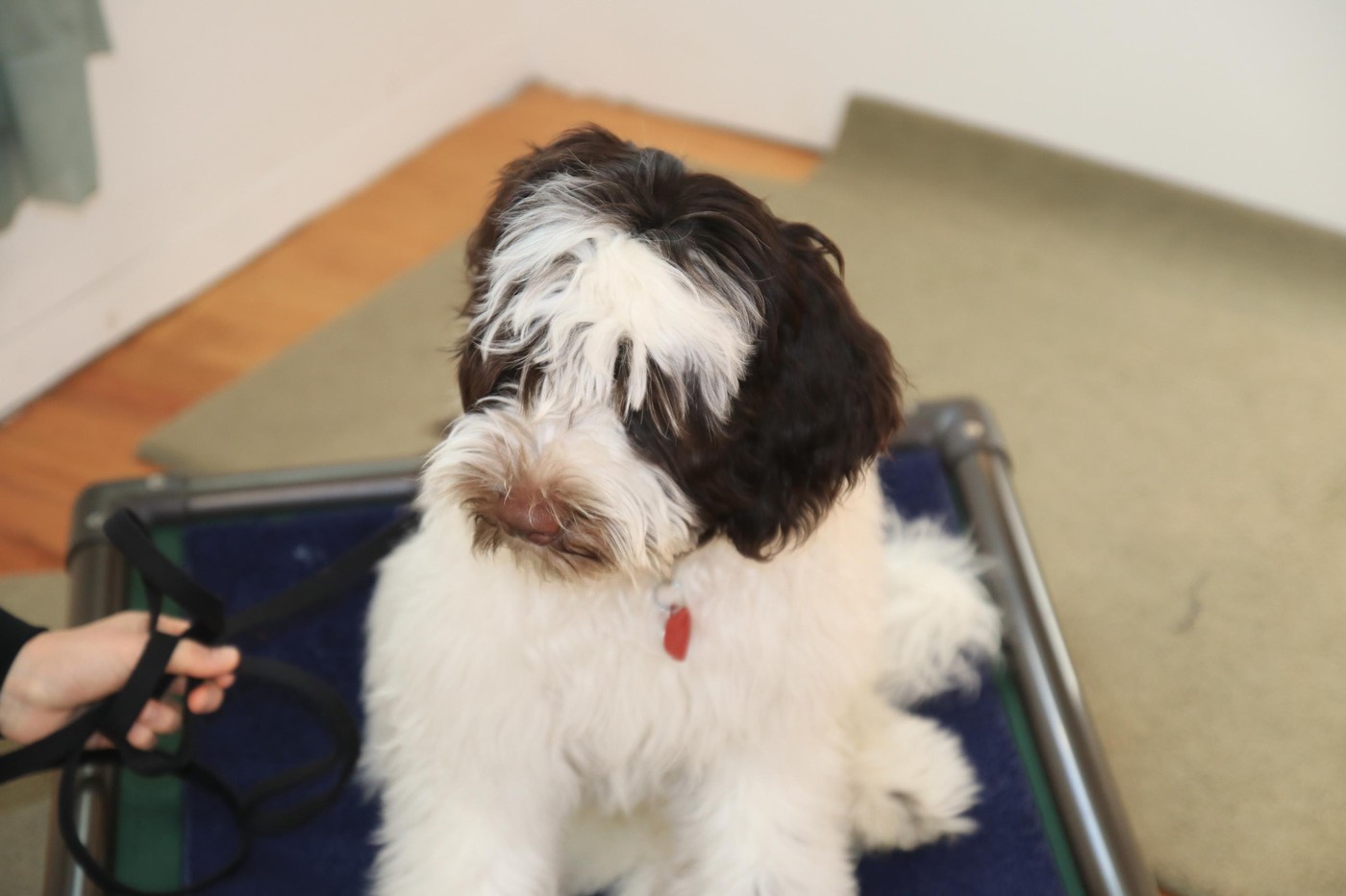 Photo: 2024-02-24 Class1 S2 Milo (4) | Ringwood-03-23-24 S2 album ...