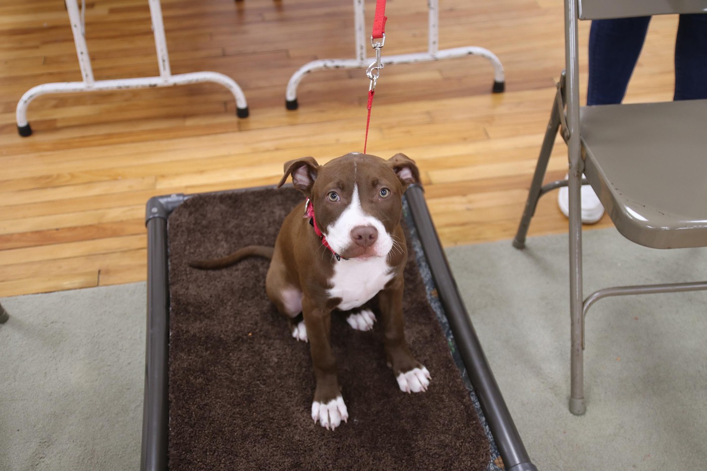 Photo: 2024-03-28 T1 Class1 Mia (2) | Ringwood-04-25-24 T1 album | Trainervin | Fotki.com, photo ...