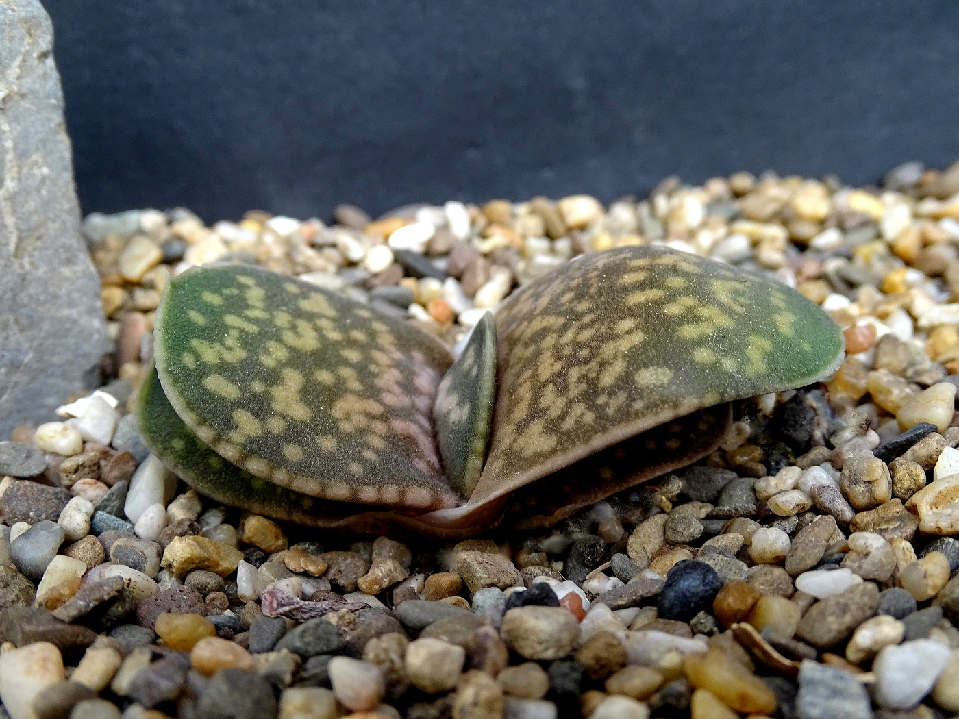 Photo: Gasteria disticha v. robusta | Gasteria disticha album | Cok ...
