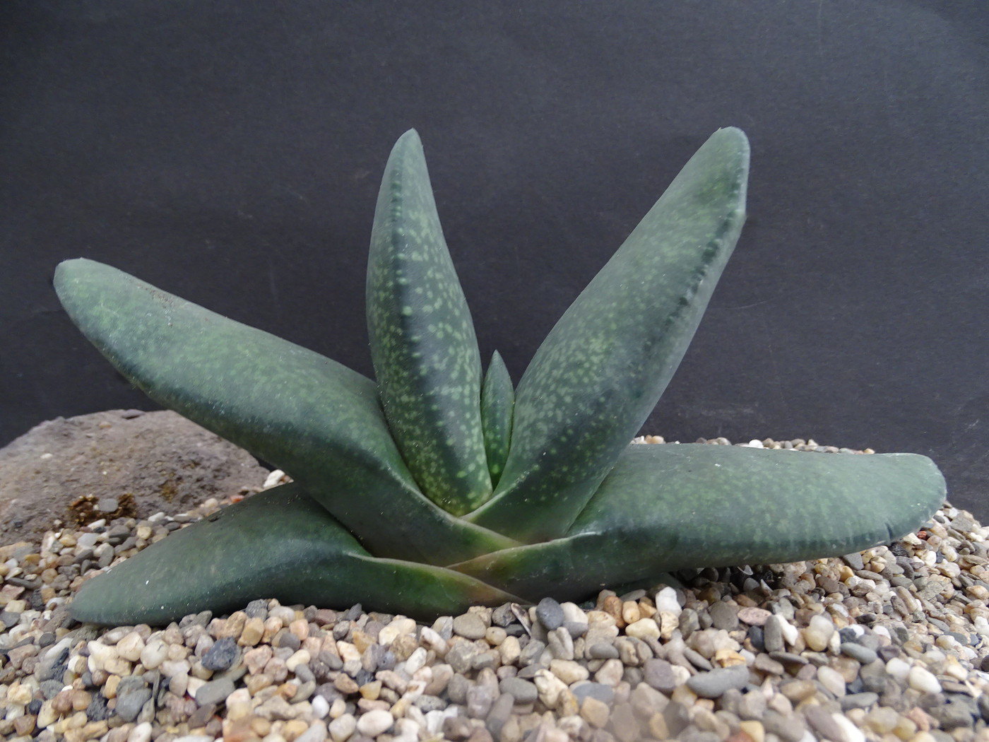 Photo: Gasteria disticha v. robusta Bea. | All the Gasteria plants ...