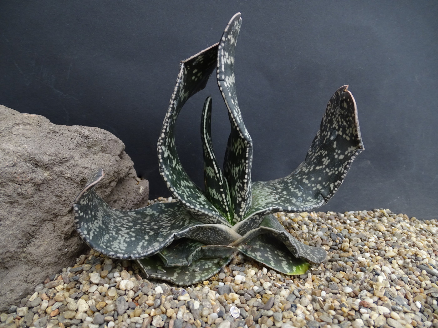 Photo: Gasteria disticha Bu. | All the Gasteria plants album | Cok ...
