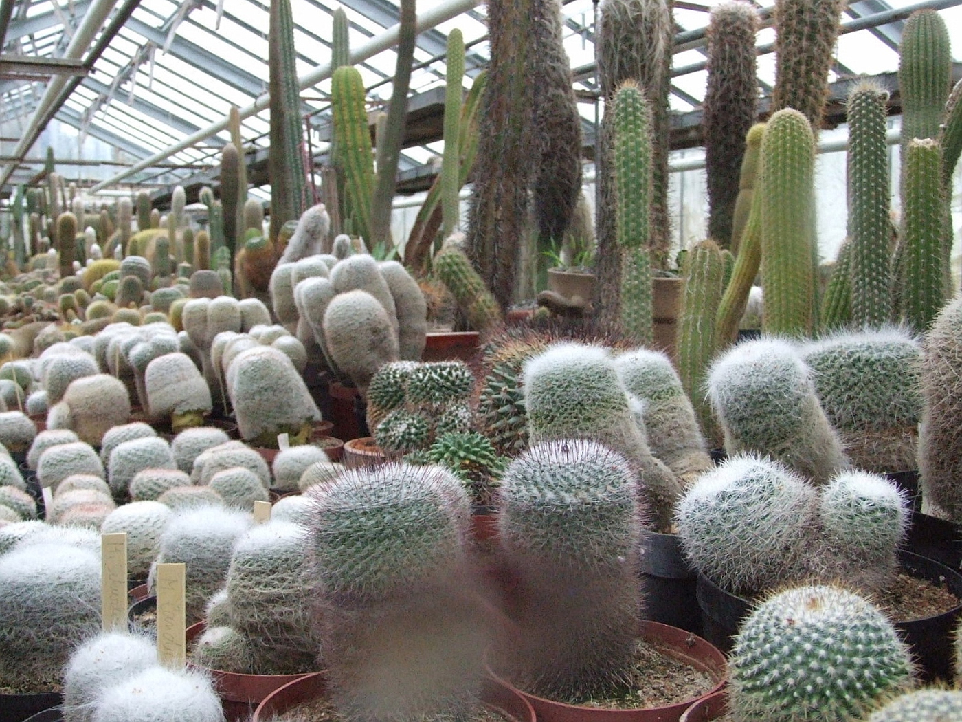 Trip to Czech Fric plants album | Cok Grootscholten Succulent World ...