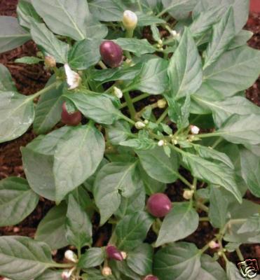 Photo: GARDA TRICOLOR Ornamental Pepper 4 | Chili Pepper Plants album ...