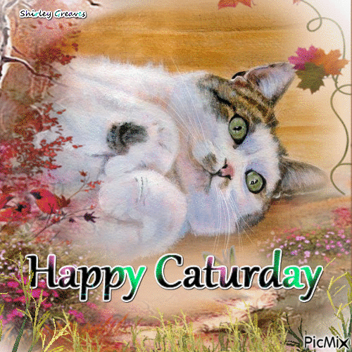 Happy Caturday Memes Caturday Pictures Love Meow