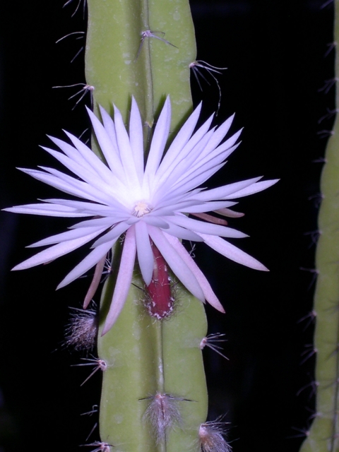 Photo: Strophocactus chontalensis (Selenicereus) | Epiphyllum ...