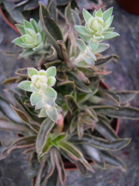 Photo: Echeveria racemosa 2 | Echeveria. album | Cok Grootscholten ...