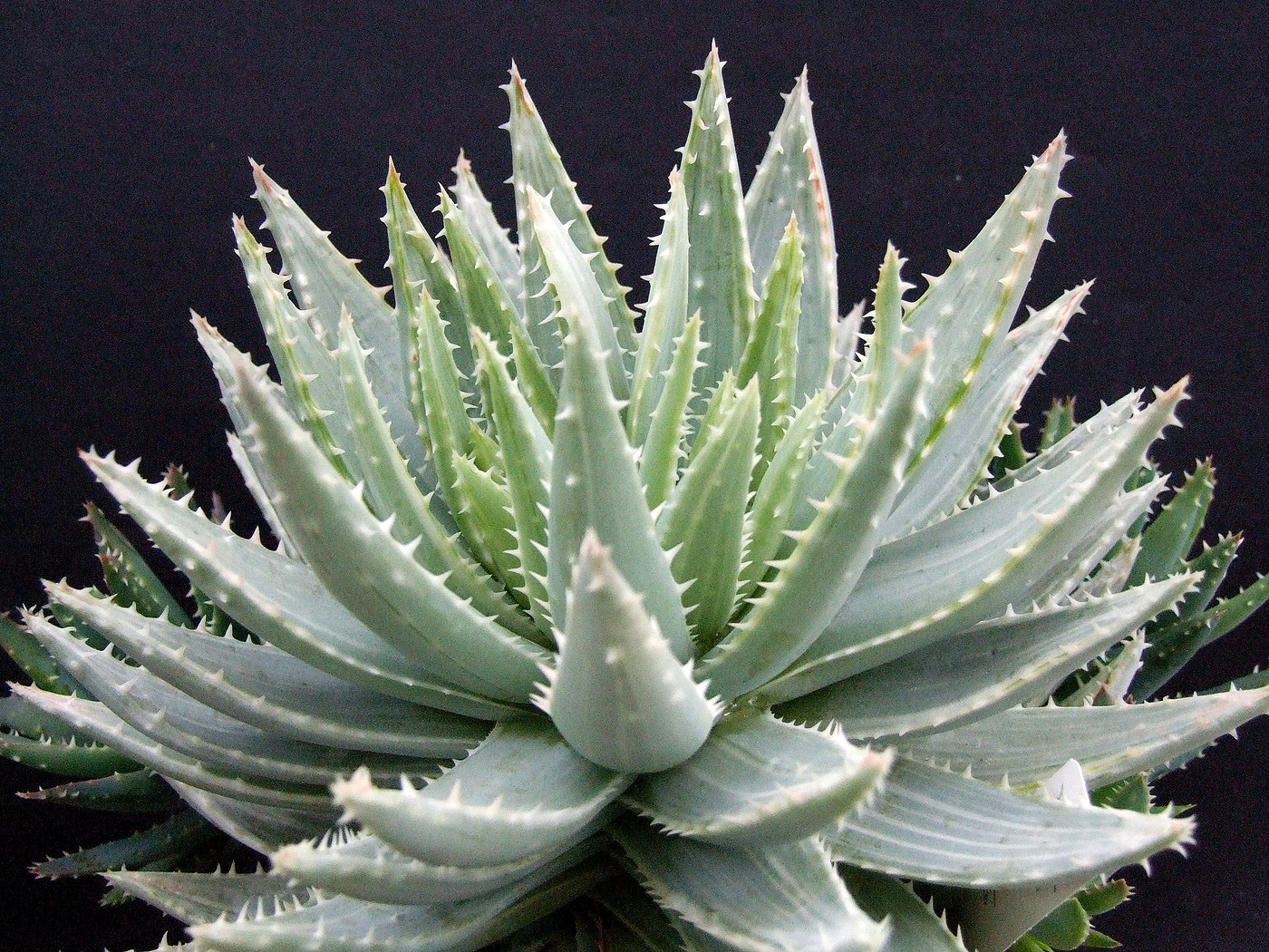 Aloe Brevifolia Variegata
