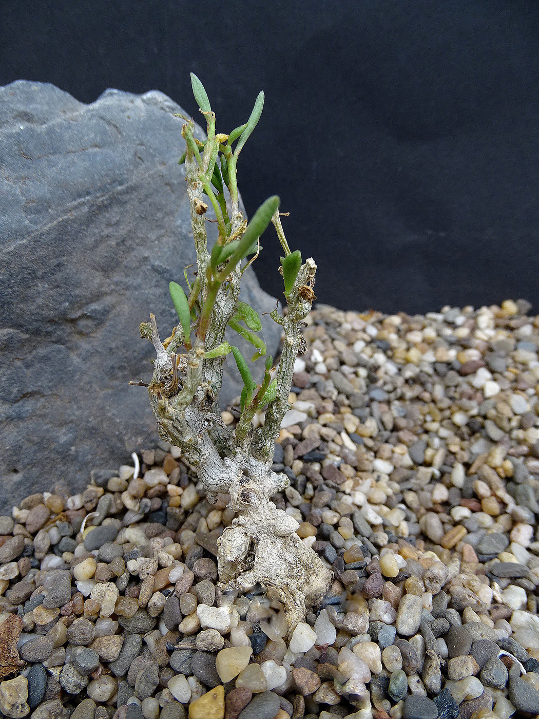 Photo: Tylecodon similis | Tylecodon. album | Cok Grootscholten ...