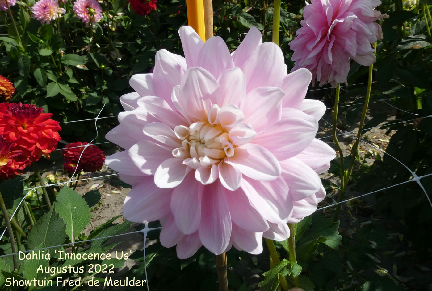 Photo: Dahlia 'Innocence Us' | Dahlia (hybrid cultivars) album | Nora ...