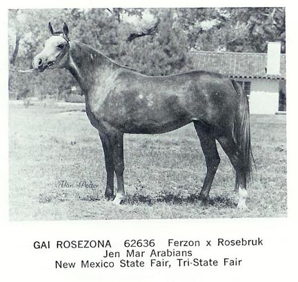 Photo: GAI ROSEZONA 1970-1985 grey mare (Ferzon x Rosebruk, by Tobruk ...
