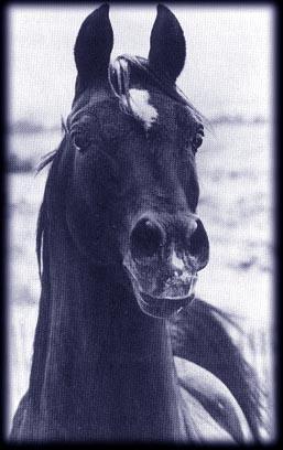 Photo: *Witez II | Arabian Horse: *Witez II album | Hypoint | Fotki.com ...