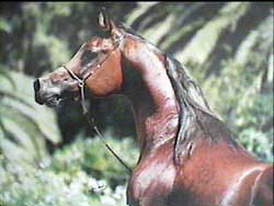 Photo: ANAZA EL FARID #423140 (Ruminaja Ali x Bint Deenaa, by *Ansata ...