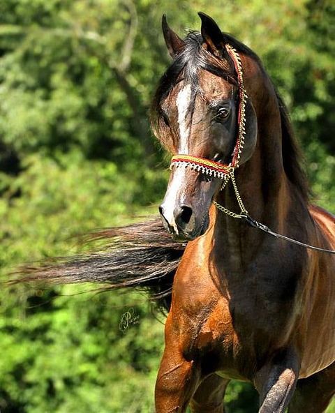 Photo: ANAZA EL KADEEN #540675 (Ruminaja Ali x Bint Deenaa, by *Ansata ...