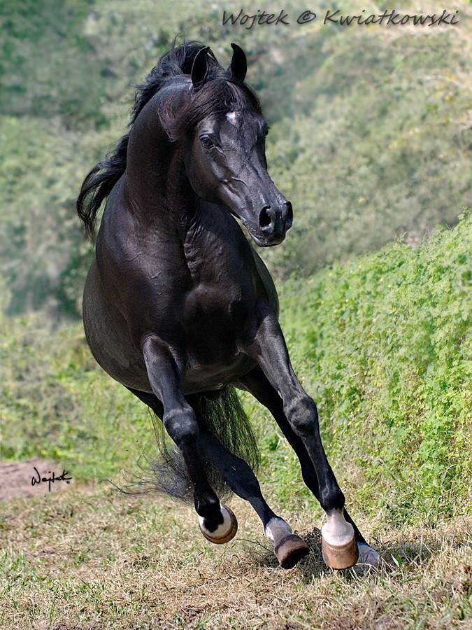 Wild Black Arabian Horses