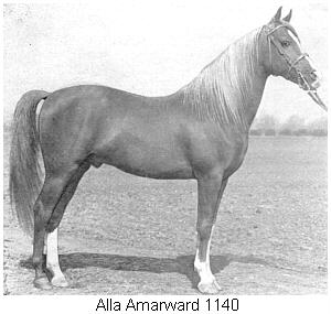 Photo: ALLA AMARWARD #1140 (Stambul x Makina, by Letan) 1935 chestnut ...