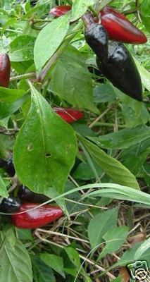 Photo: ROYAL BLACK PEPPER | Chili Pepper Plants album ...