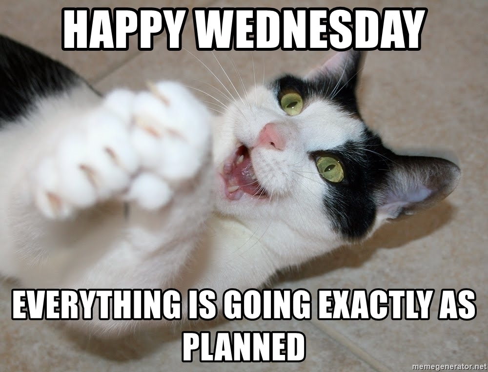 Happy Wednesday Cat