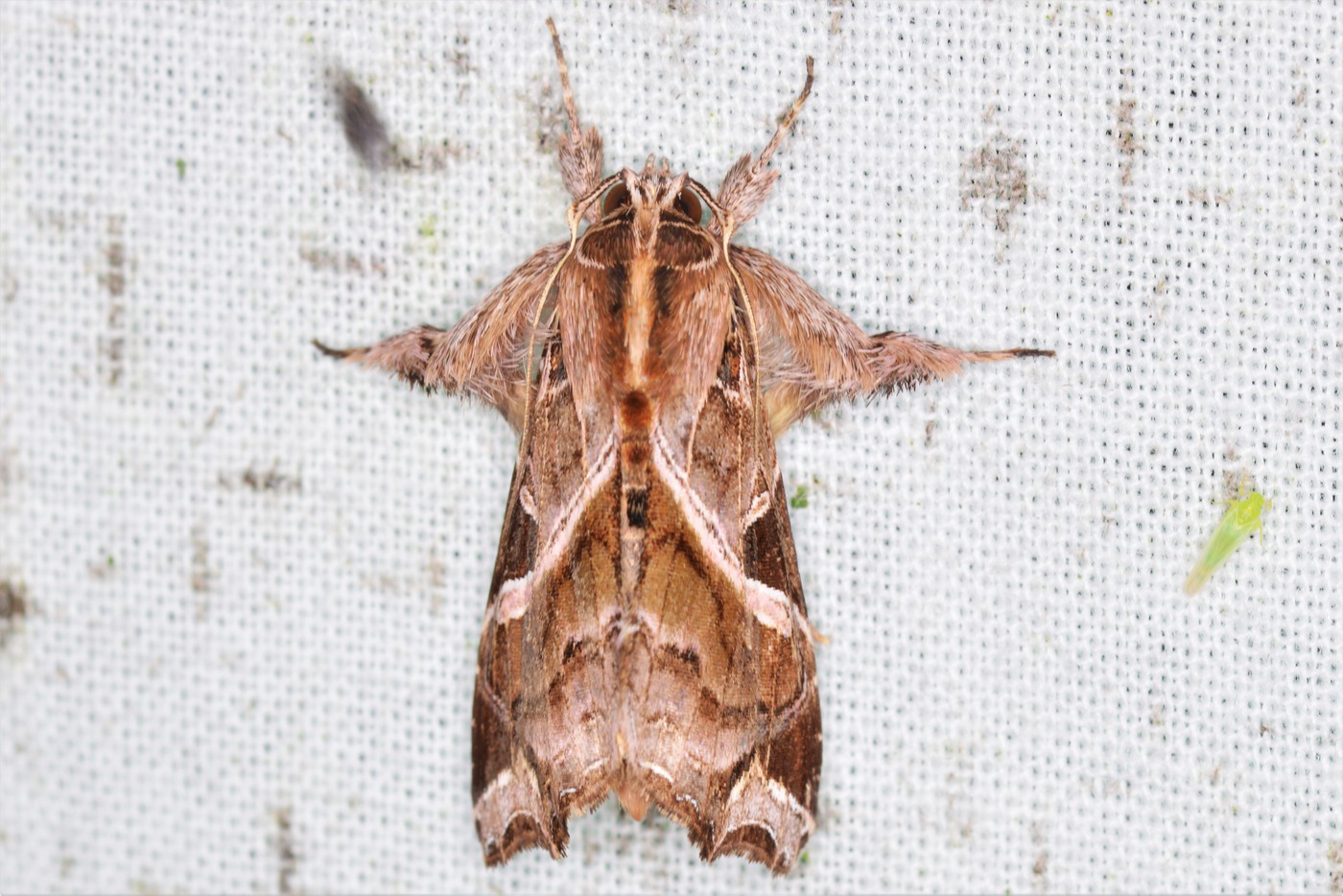 Photo: Florida Fern Moth Callopistria floridensis – 9630 backyard 6/28 ...