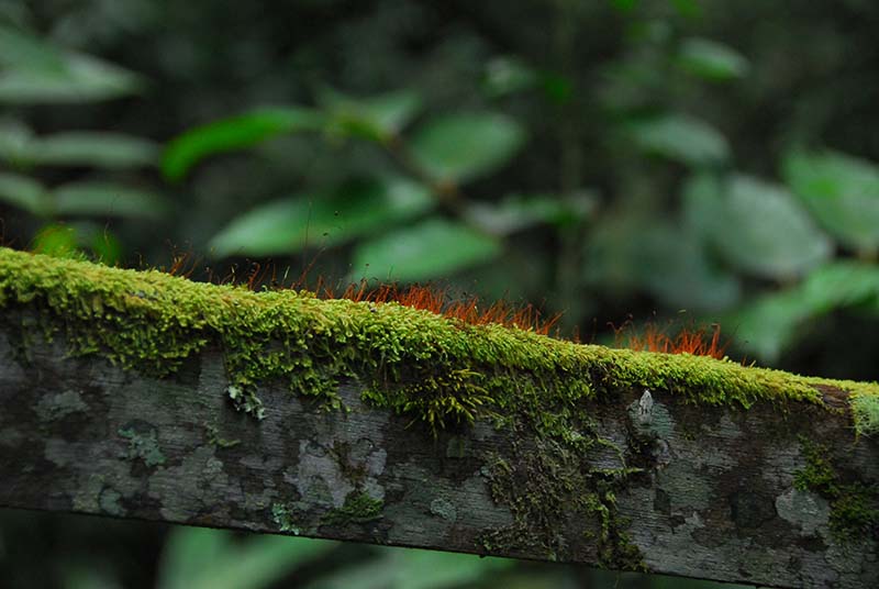 Photo: EDY 2203 | Kinabalu Park HQ trails album | WTS | Fotki.com ...
